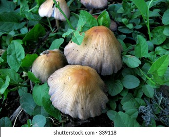 Phycomycetes Images, Stock Photos & Vectors | Shutterstock