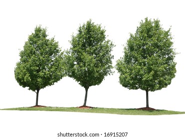 272,210 3 trees Images, Stock Photos & Vectors | Shutterstock