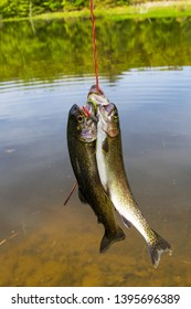 Three Trout On Stringer Stock Photo 1395696389 | Shutterstock