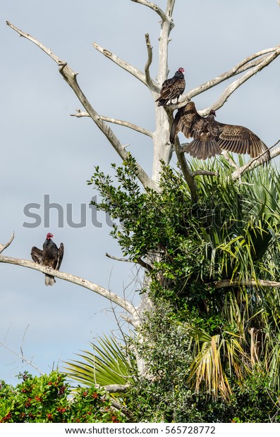 Three Turkey Buzzards Three Poses Tree Stock Photo 565728772 | Shutterstock