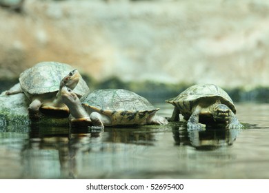 Three Turtles Stock Photo 52695400 | Shutterstock