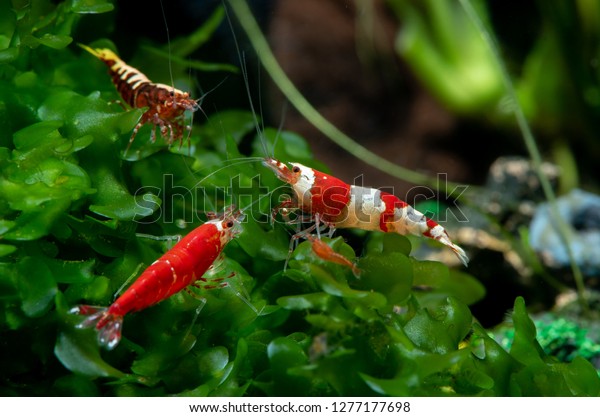 Three Types Red Dwarf Shrimp Including Stock Photo 1277177698 ...
