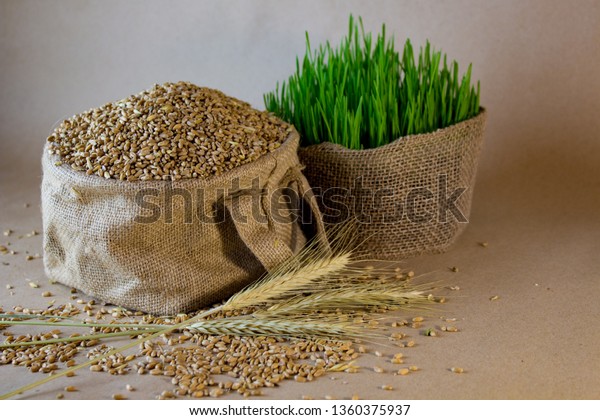 Three Types Wheat Different Stages On Stock Photo 1360375937 | Shutterstock