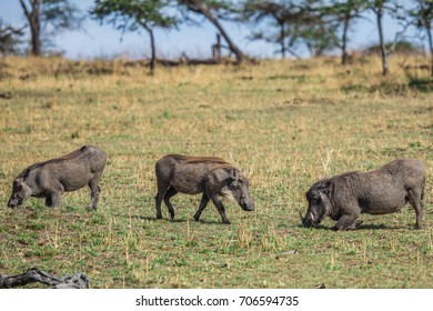 Two Young Warthogs Walking Bush Stock Photo 1238202097 | Shutterstock