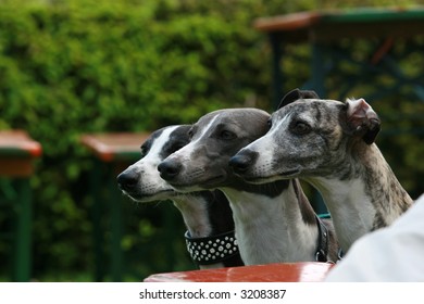120 Three whippets Images, Stock Photos & Vectors | Shutterstock