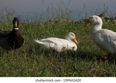 257 Wise Duck Images, Stock Photos & Vectors | Shutterstock