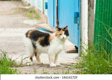 17,934 Cat 3 color Images, Stock Photos & Vectors | Shutterstock
