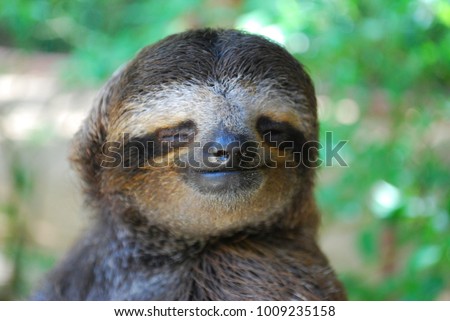 Threetoed Sloth Smiling Stock Photo (Edit Now) 1009235158 - Shutterstock