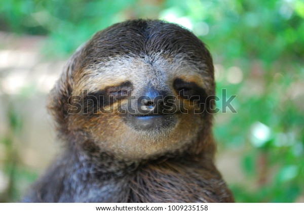 Threetoed Sloth Smiling Stock Photo (Edit Now) 1009235158