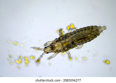 Thrip Thysanoptera Tiny Insect Under Light Stock Photo (Edit Now ...