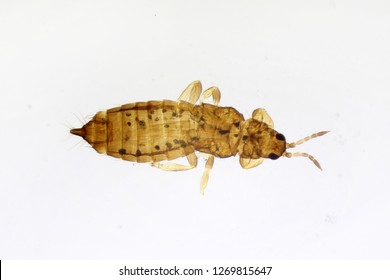 Thrips Dilatatus Under Microscope Stock Photo 1269815647 | Shutterstock