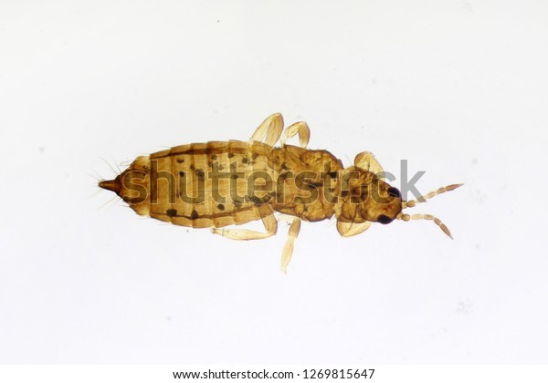 Thrips Dilatatus Under Microscope Stock Photo 1269815647 | Shutterstock
