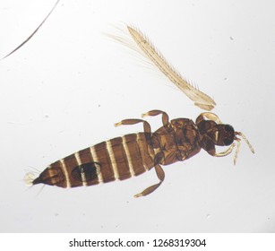 Thrips Validus Under Microscope Stock Photo 1268319304 | Shutterstock