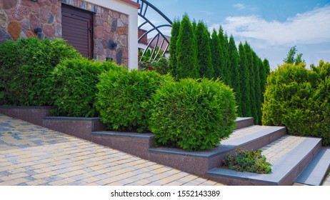 Thuja Trees Back Yard Row Thuja Stock Photo 1552143389 | Shutterstock