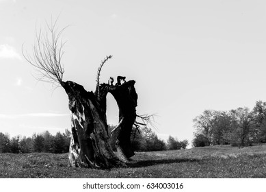 43 Thunderstruck tree Images, Stock Photos & Vectors | Shutterstock