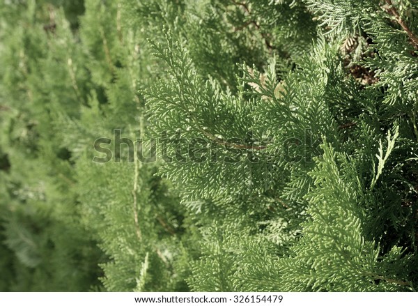 Thuya Texture Background Stock Photo 326154479 | Shutterstock