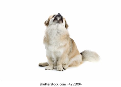 Tibetan Spaniel Sitting Down Looking Stock Photo 4251004 | Shutterstock
