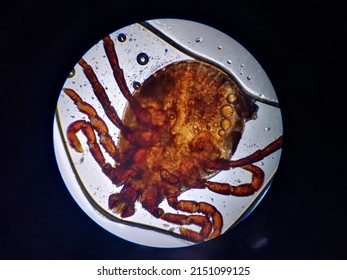 906 Black legged tick Images, Stock Photos & Vectors | Shutterstock