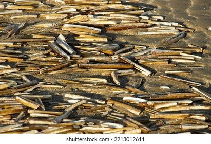 20,086 imágenes de Common shell - Imágenes, fotos y vectores de stock ...