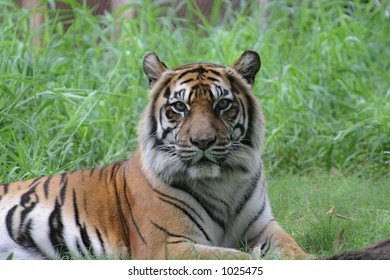 49 Alpha male tiger Images, Stock Photos & Vectors | Shutterstock