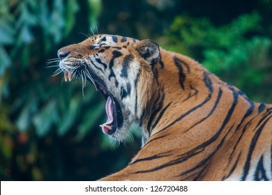 1,252 Scared Tiger Images, Stock Photos & Vectors | Shutterstock