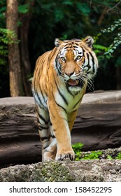 Bengal Tiger Prepared Attack Stock Photo (Edit Now) 1483537625