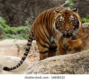 Tiger Stock Photo 16838152 | Shutterstock