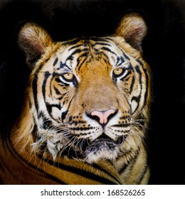 Tiger Face Front View Dark BackgroundẢnh có sẵn1176142171 | Shutterstock