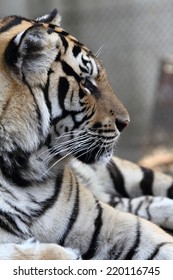 128 Tiger cub profile Images, Stock Photos & Vectors | Shutterstock