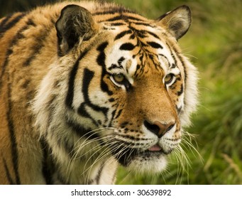 14,787 Tiger ear Images, Stock Photos & Vectors | Shutterstock