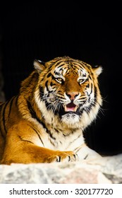 Tiger Face Front View Dark BackgroundẢnh có sẵn1176142171 | Shutterstock