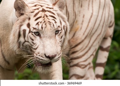 60 Mutant bengal tiger Images, Stock Photos & Vectors | Shutterstock