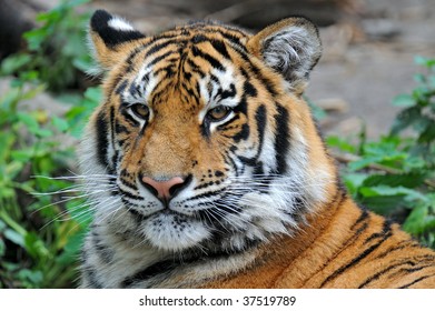 Bengal Tiger Blurry Backgroundclose Upselect Focus Foto Stok 449304478 ...