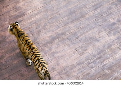 3,585 Tiger from above Stock Photos, Images & Photography | Shutterstock
