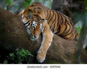 4,081 Lazy tigers Images, Stock Photos & Vectors | Shutterstock