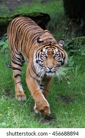 Leaping Tiger 2 Stock Photo 489032359 | Shutterstock