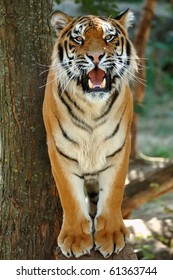 1,252 Scared Tiger Images, Stock Photos & Vectors | Shutterstock