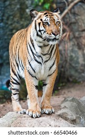 356 Reclining tiger Images, Stock Photos & Vectors | Shutterstock
