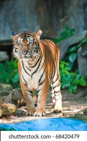 356 Reclining tiger Images, Stock Photos & Vectors | Shutterstock