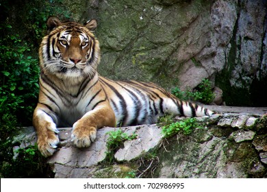 Tiger Resting Under Tree Stock Photo 1630079194 | Shutterstock