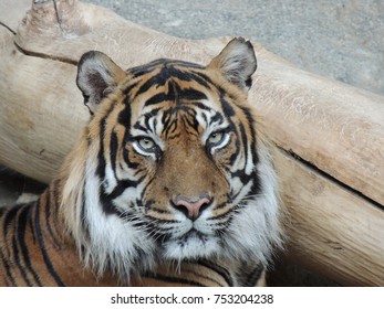 Tiger Window Stock Photo 483126049 | Shutterstock