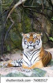 356 Reclining tiger Images, Stock Photos & Vectors | Shutterstock