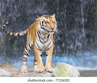 356 Reclining tiger Images, Stock Photos & Vectors | Shutterstock