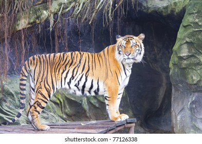 356 Reclining tiger Images, Stock Photos & Vectors | Shutterstock