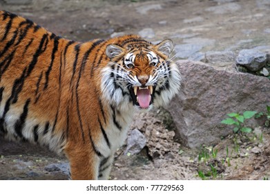 95 Wicked tiger 이미지, 스톡 사진 및 벡터 | Shutterstock