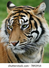 Young Male Malayan Tiger Borneo库存照片1468261898 | Shutterstock