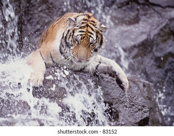 Sumatran Tiger Watching You Stock Photo 1623294439 | Shutterstock