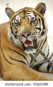 5,957 Tiger chain Images, Stock Photos & Vectors | Shutterstock