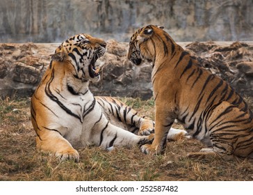 Tiger Action Stock Photo 252587482 | Shutterstock