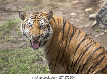 7,917 imágenes de Tiger action - Imágenes, fotos y vectores de stock ...